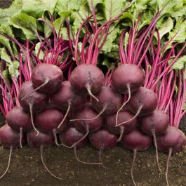 HYBRID BEET, MANOLO
