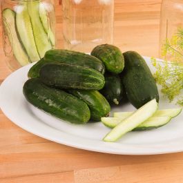 HYBRID CUCUMBER, MAX PACK