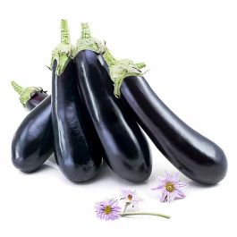 HYBRID EGGPLANT, MEGAL