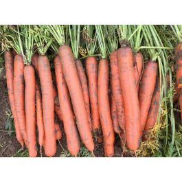 HYBRID CARROT, ORANGE FANCY
