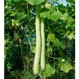 GOURD, EXTRA LONG SNAKE GOURD
