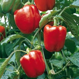 HYBRID PEPPER, SPRINTER