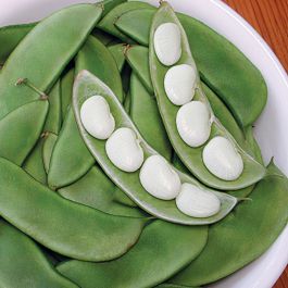 BEAN, THOROGREEN BUSH